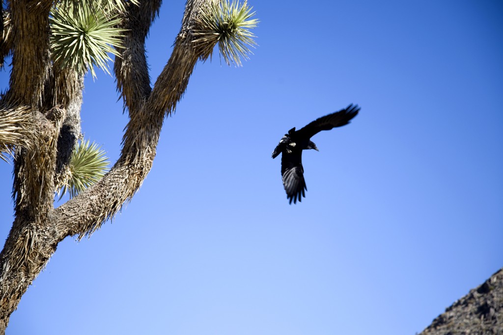 Joshua Tree – dsoderblog